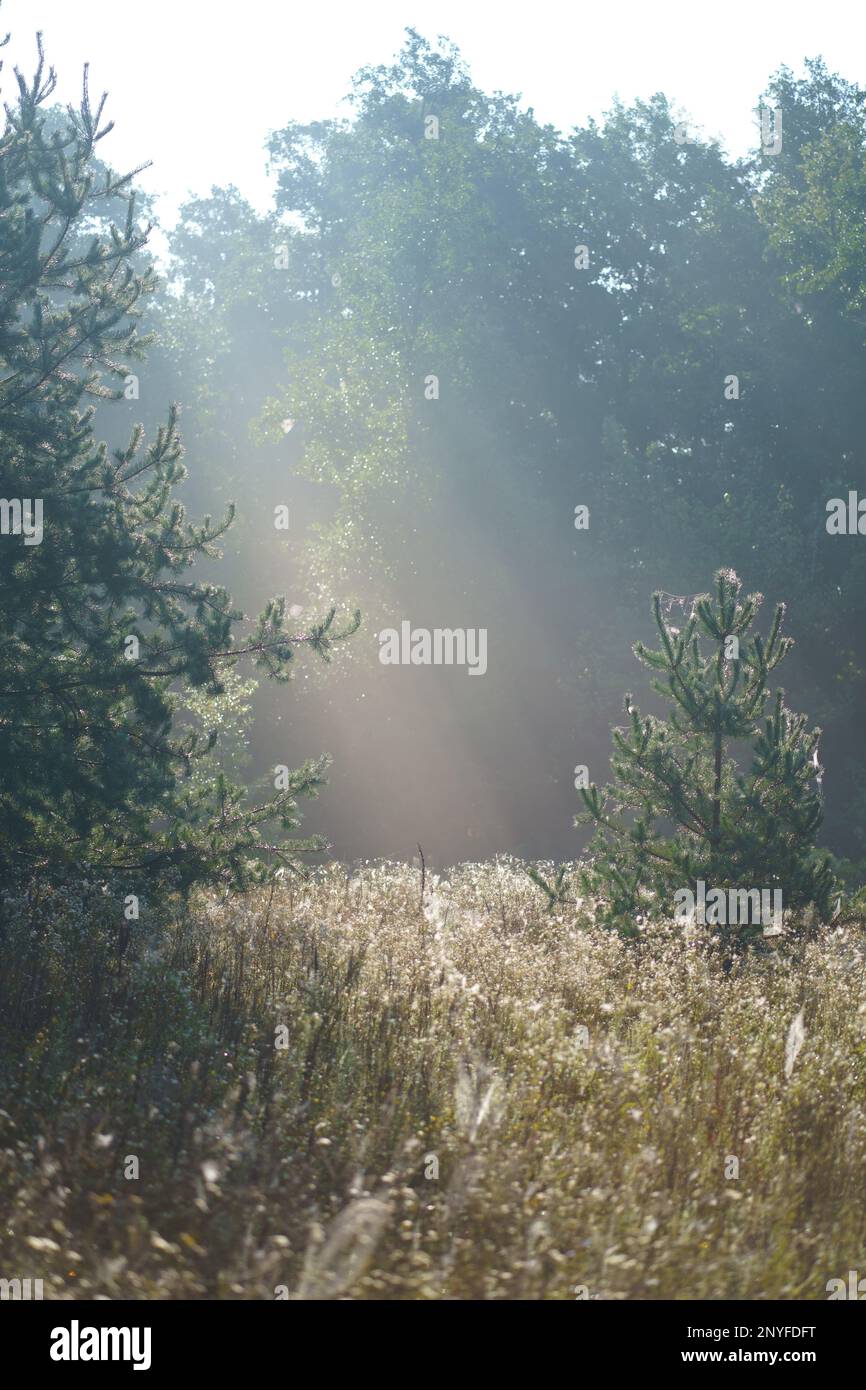 Sun rays penetrate through autumn colored deciduous forest in the fog ...