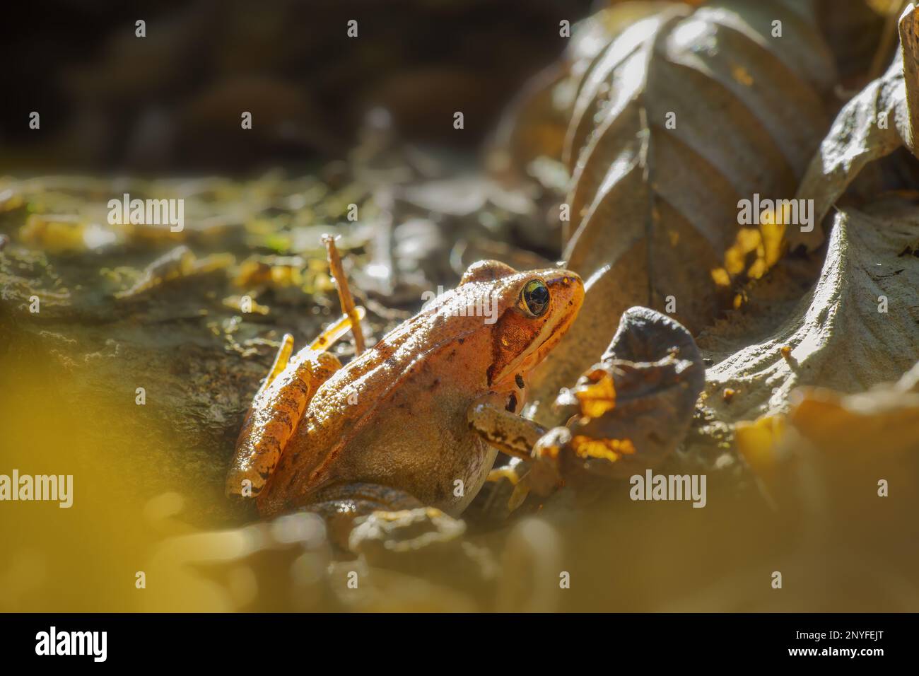 Deciduous Forest Frogs
