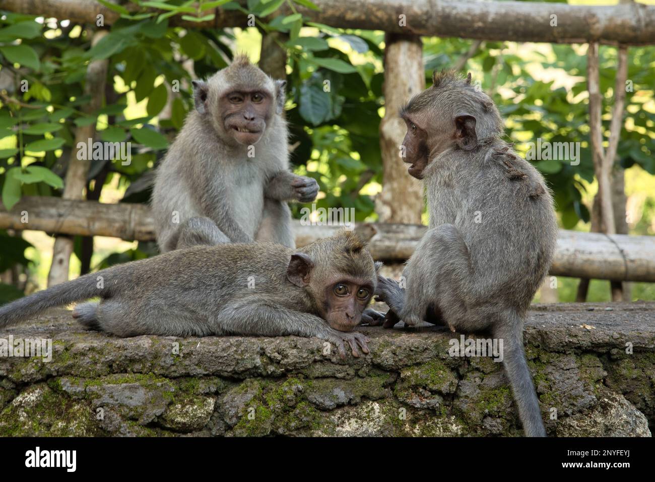 Full body close up of a group of young cynomolgus monkeys sitting and ...