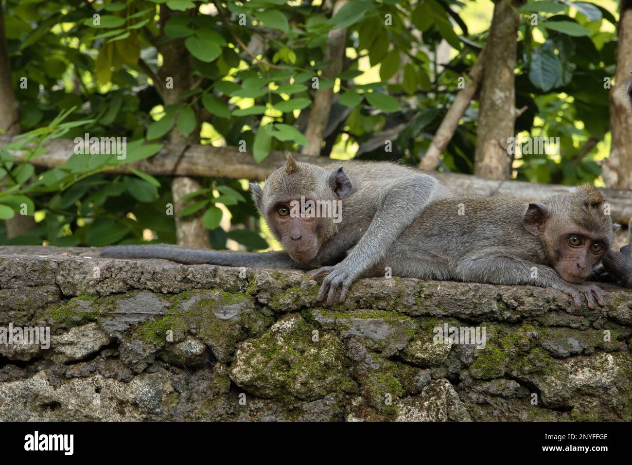 Full body shot of two young cynomolgus monkeys lying on a stone wall ...