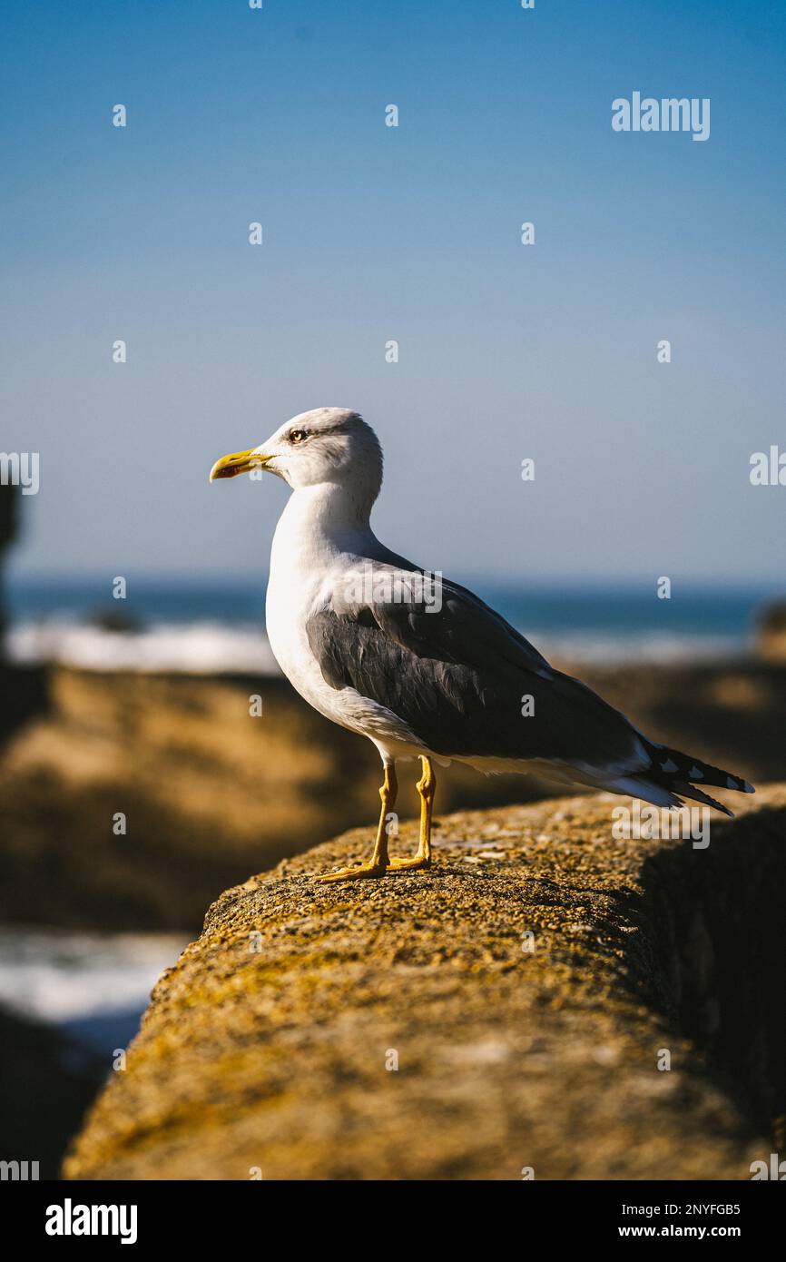 Adorable white seagull with gray wings and yellow beak standing against ...