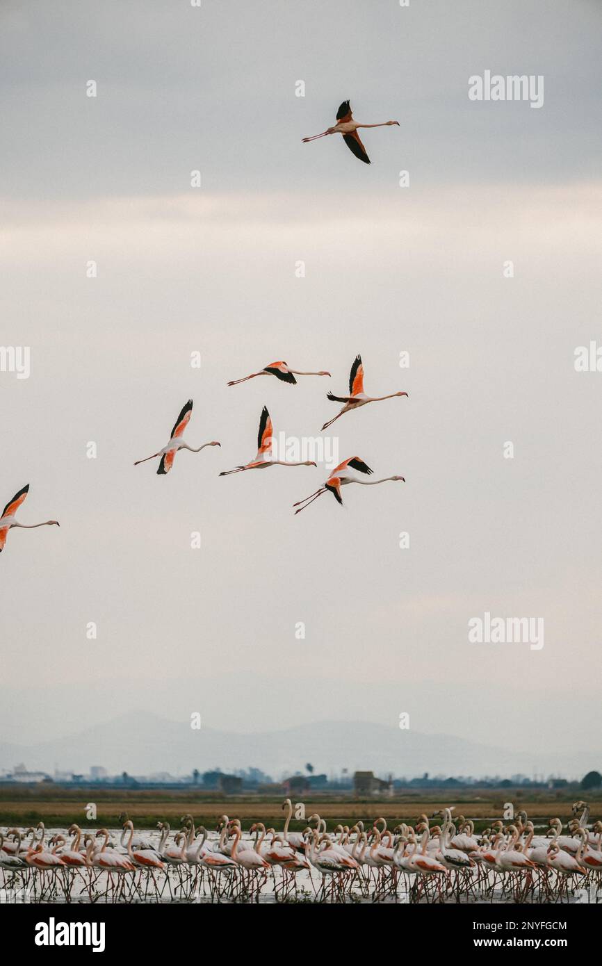 Spectacular view of flock of wild birds flying and migrating in ...