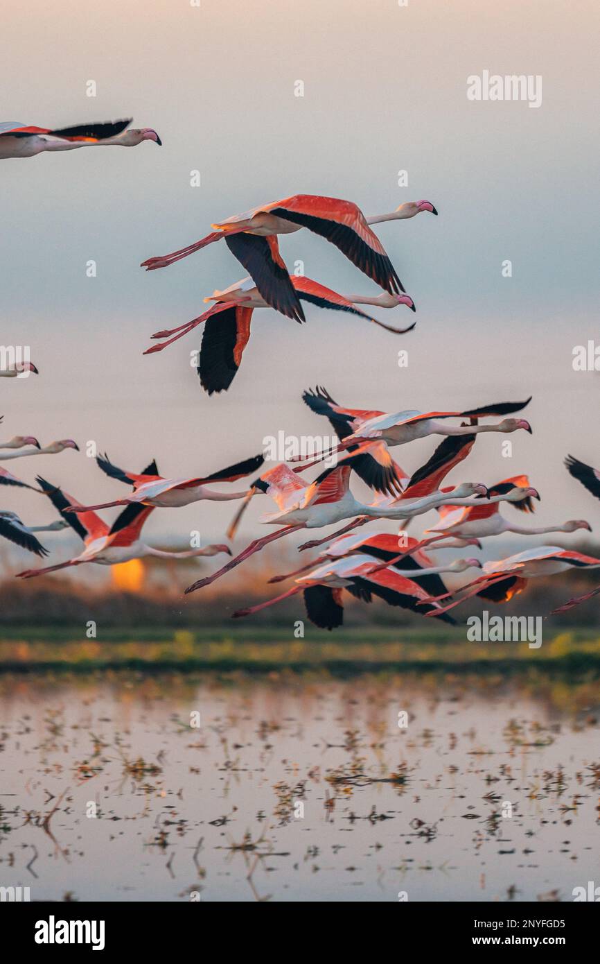 Spectacular view of flock of wild birds flying and migrating in ...