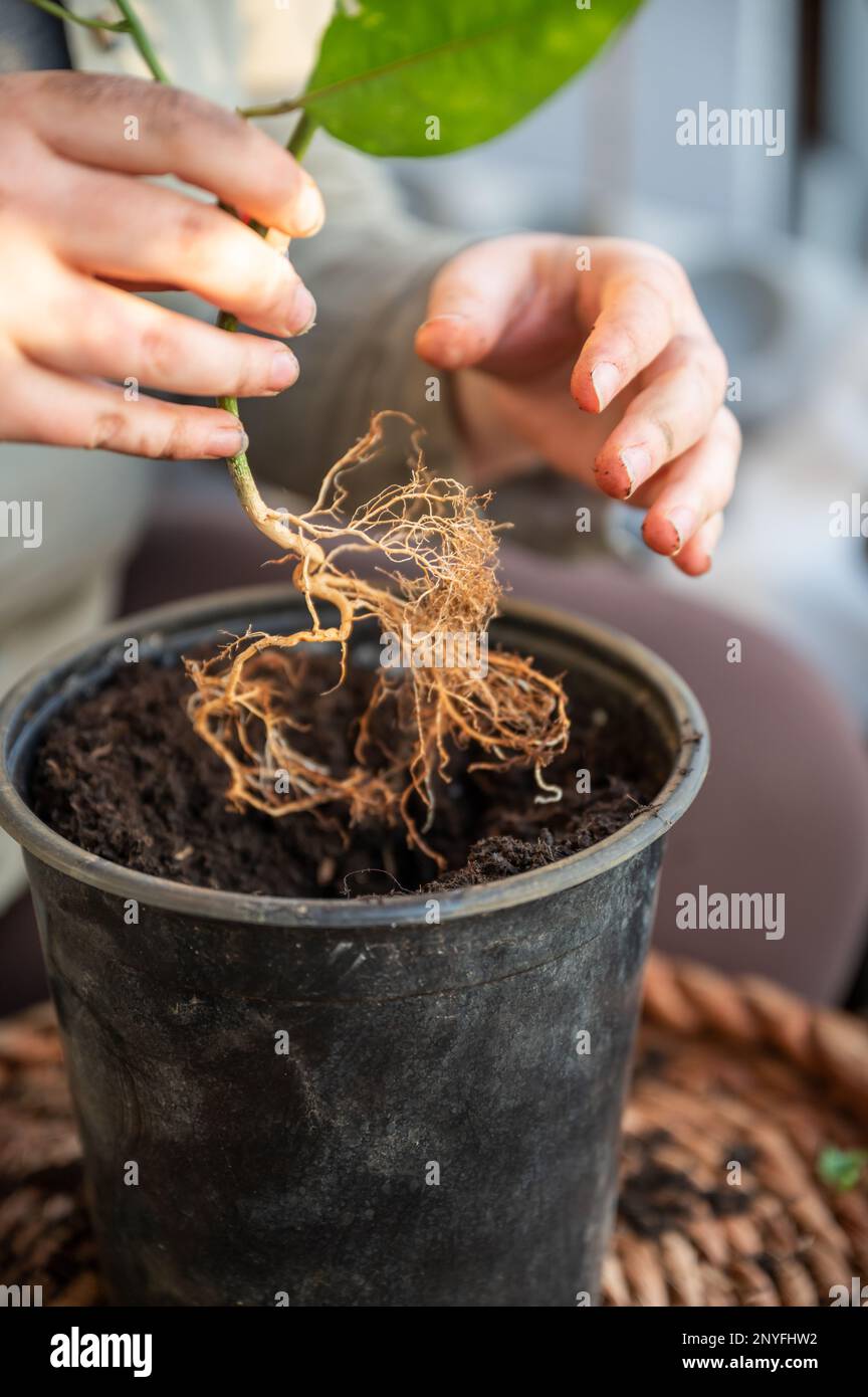 Repot tree hi-res stock photography and images - Alamy