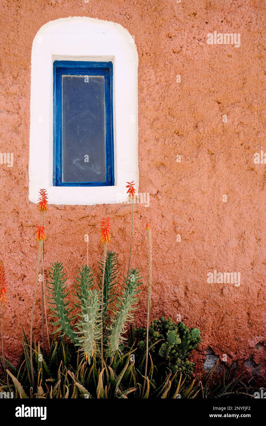 Cactus plants growing near wall with window of old house in Mauritania ...