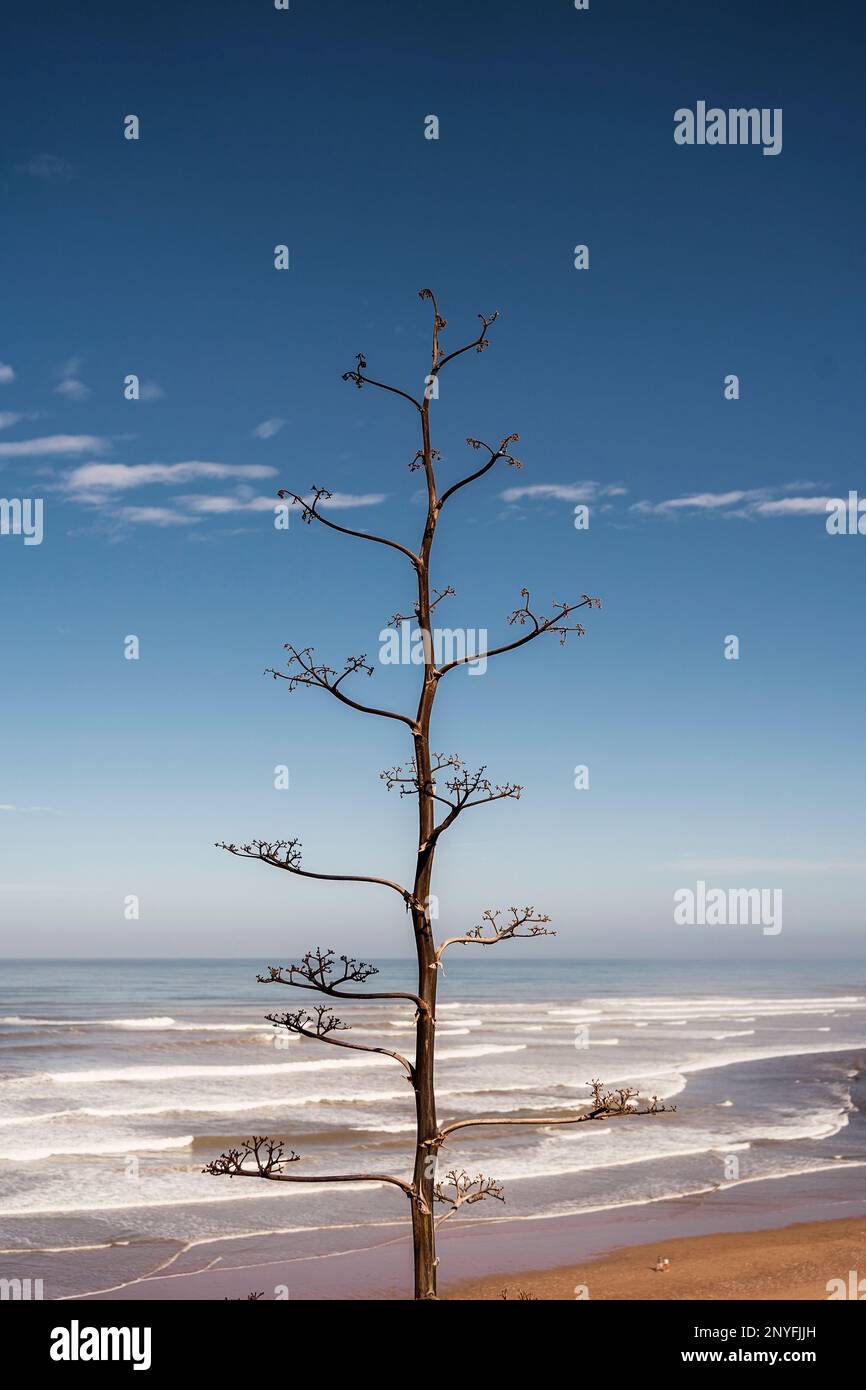 Mauritania scenery hi-res stock photography and images - Alamy