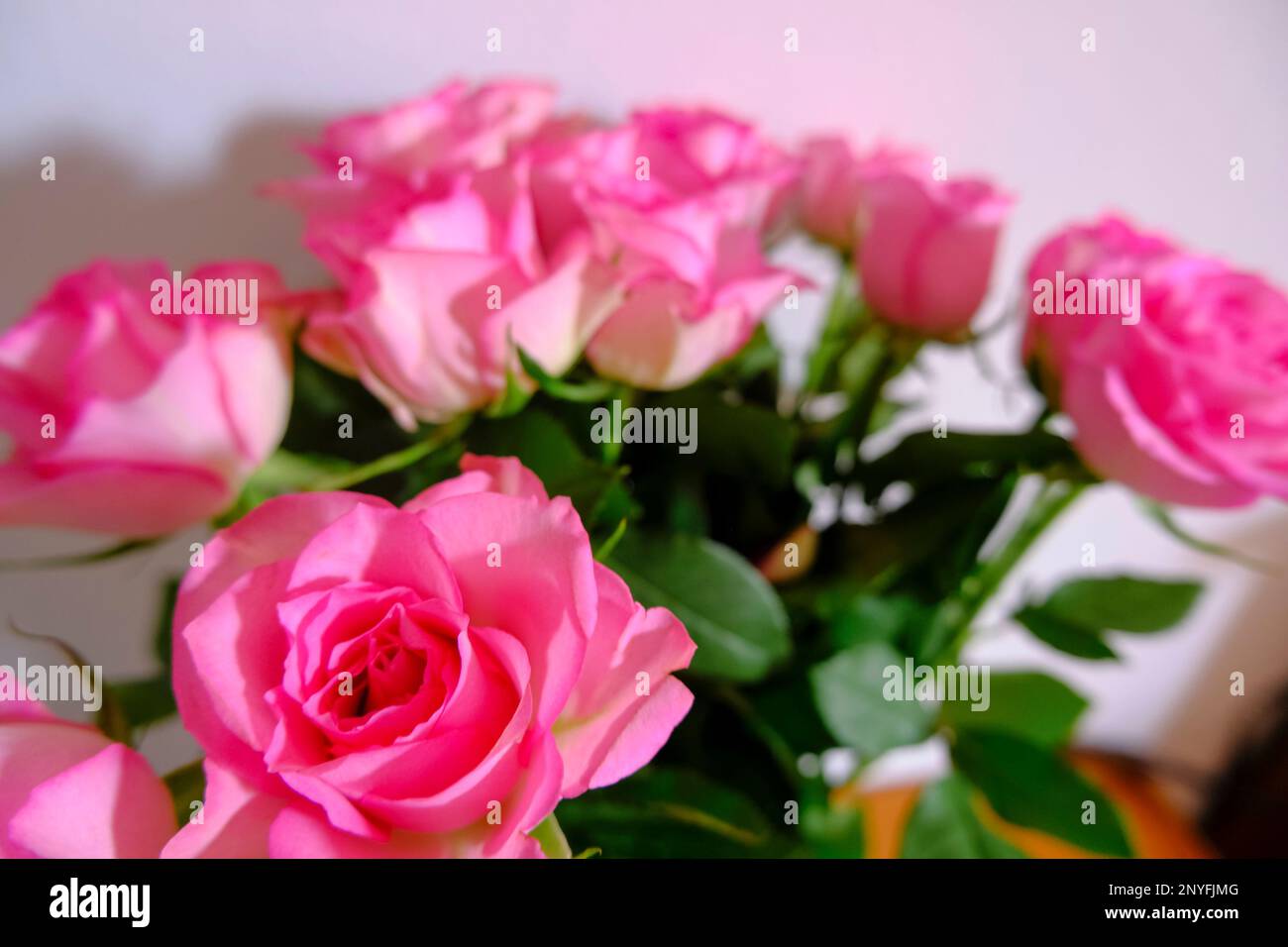 bouquet of pink roses on a white background. Postcard design. 8 March ...
