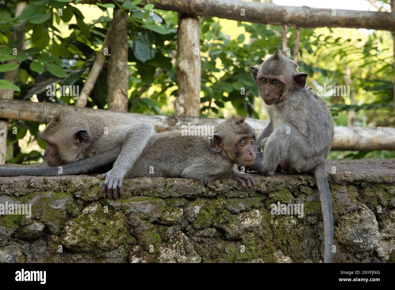 Cute monkeys lying on stone hi-res stock photography and images - Alamy