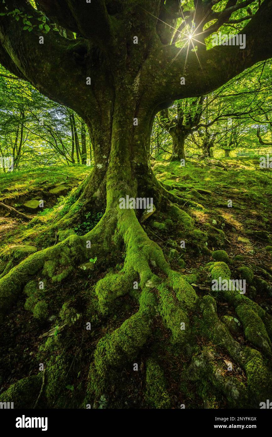 Scenic view of old tree roots covered with moss growing in green forest ...
