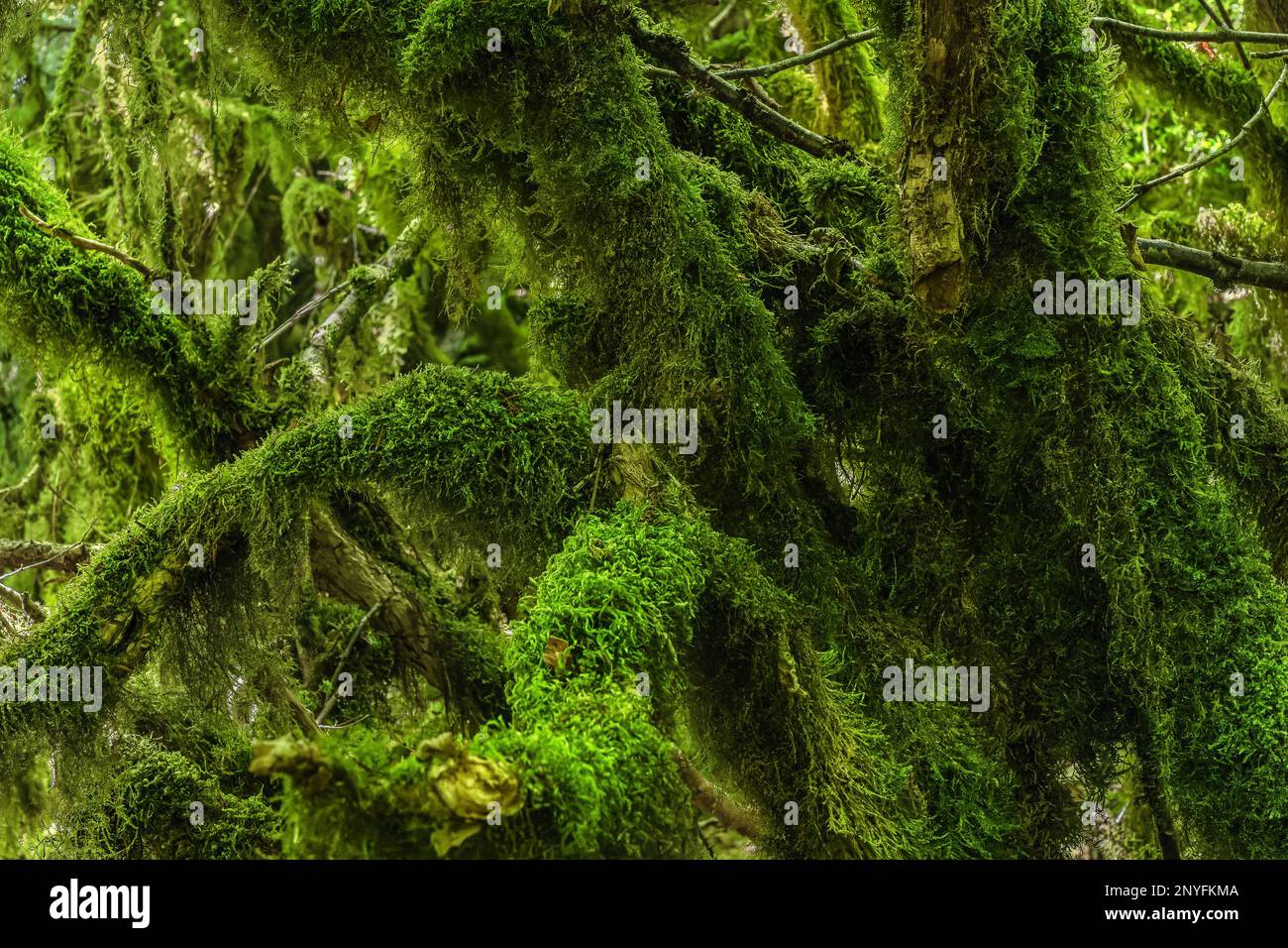 Full frame close up background of green lush trees growing in forest ...