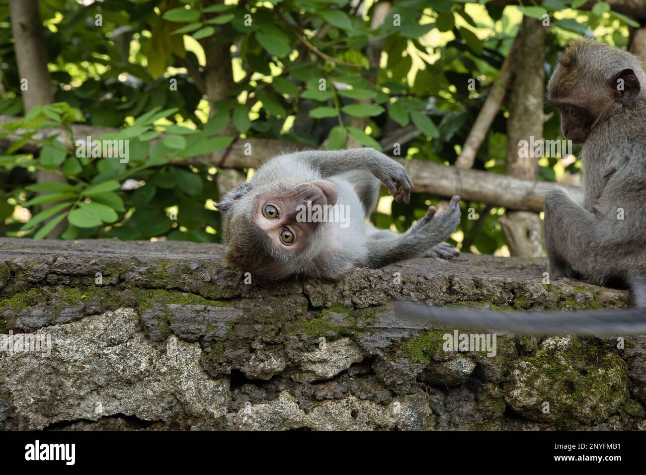 Full body shot of a baby Cynomolgus monkey lying on a weathered stone ...