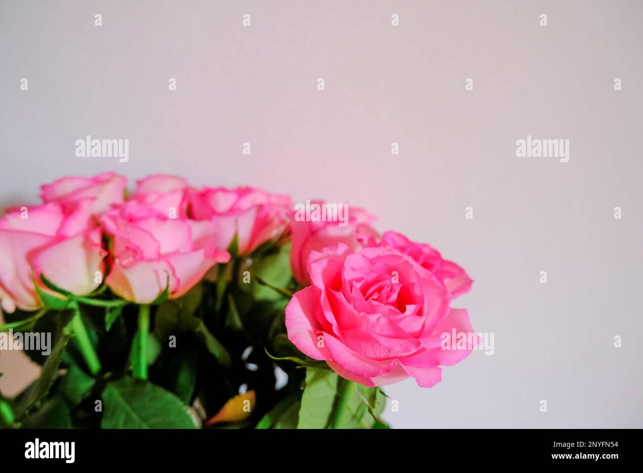 bouquet of pink roses on a white background. Postcard design. 8 March ...