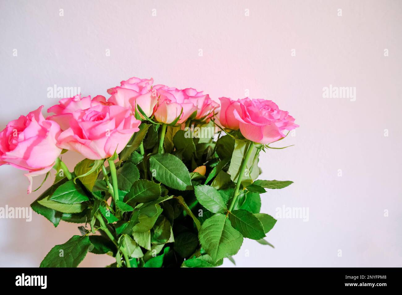 bouquet of pink roses on a white background. Postcard design. 8 March ...