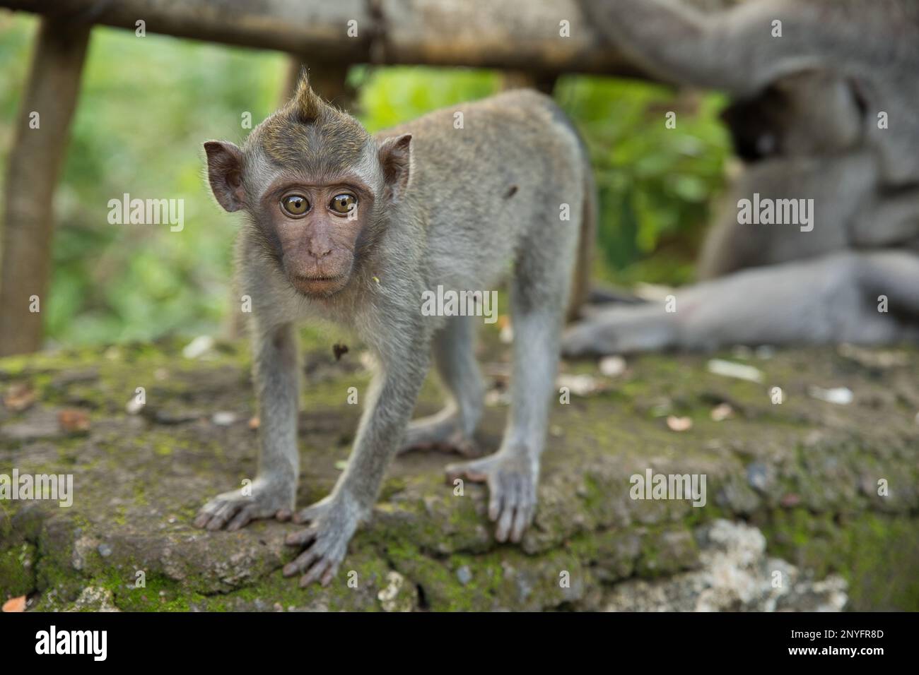 Crawling up wall hi-res stock photography and images - Alamy