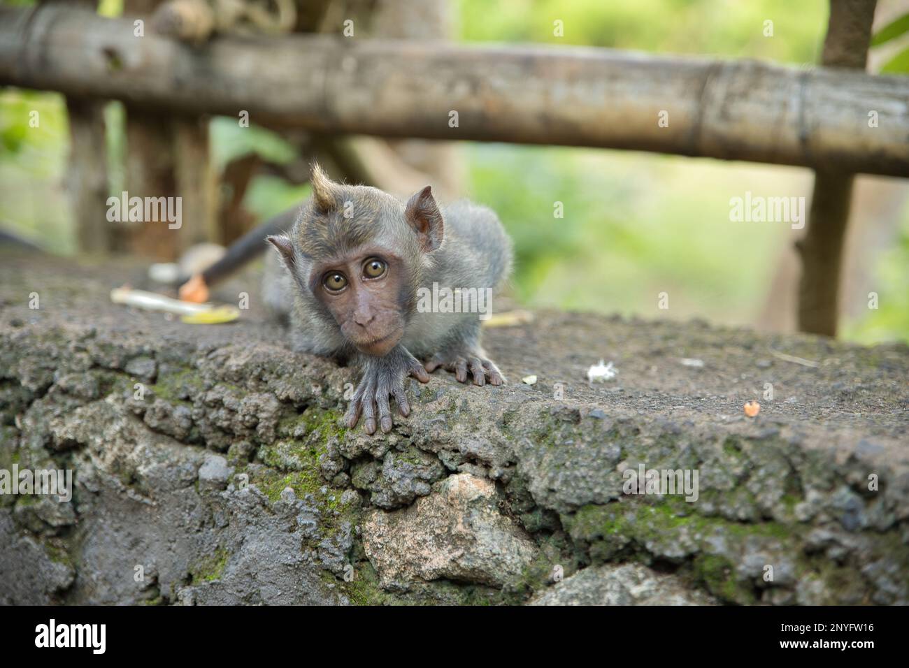 Full body shot of a baby cynomolgus monkey lying on a weathered stone ...