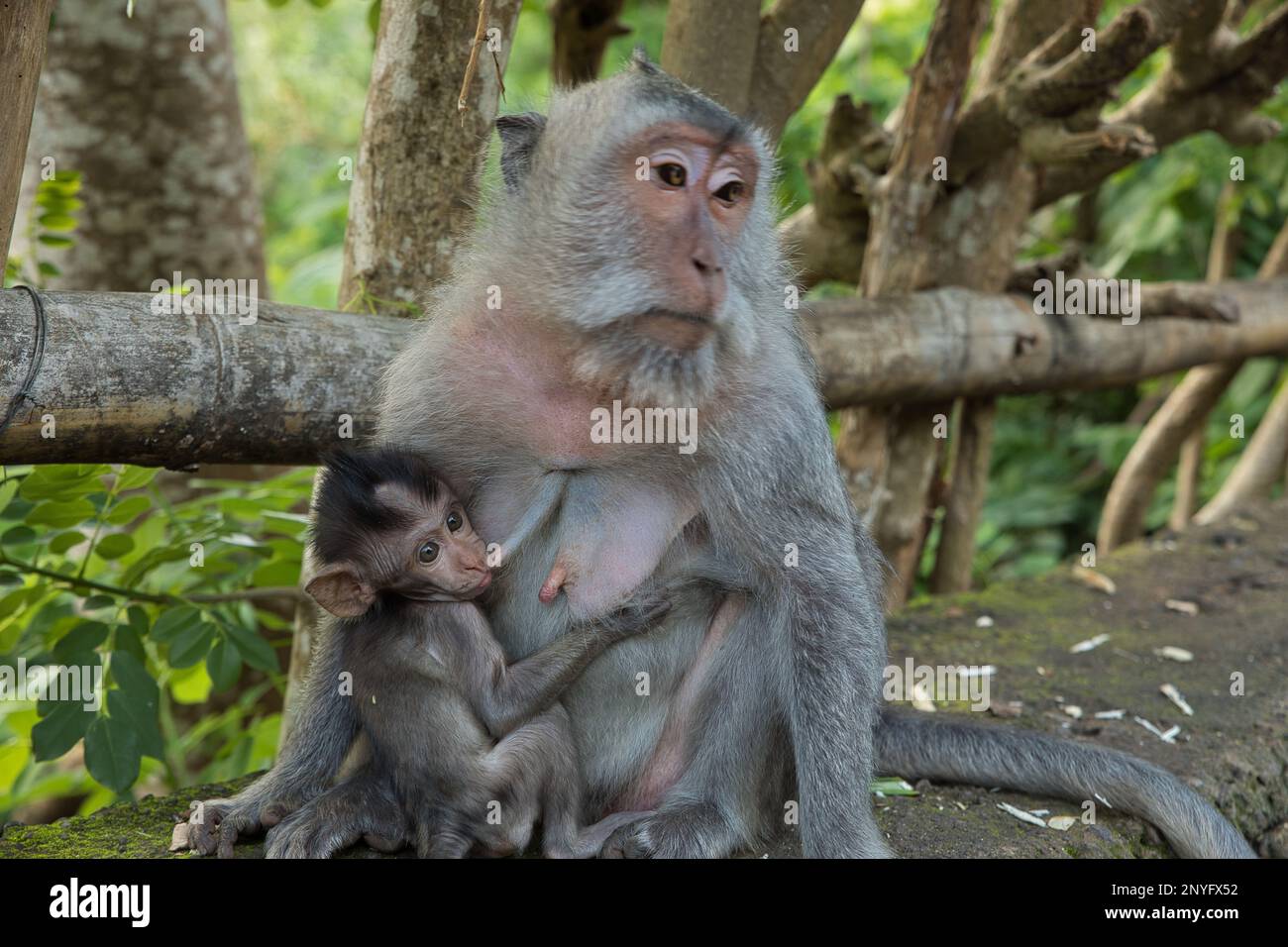 Full body shot of a cynomolgus monkey mother nursing her child, the ...