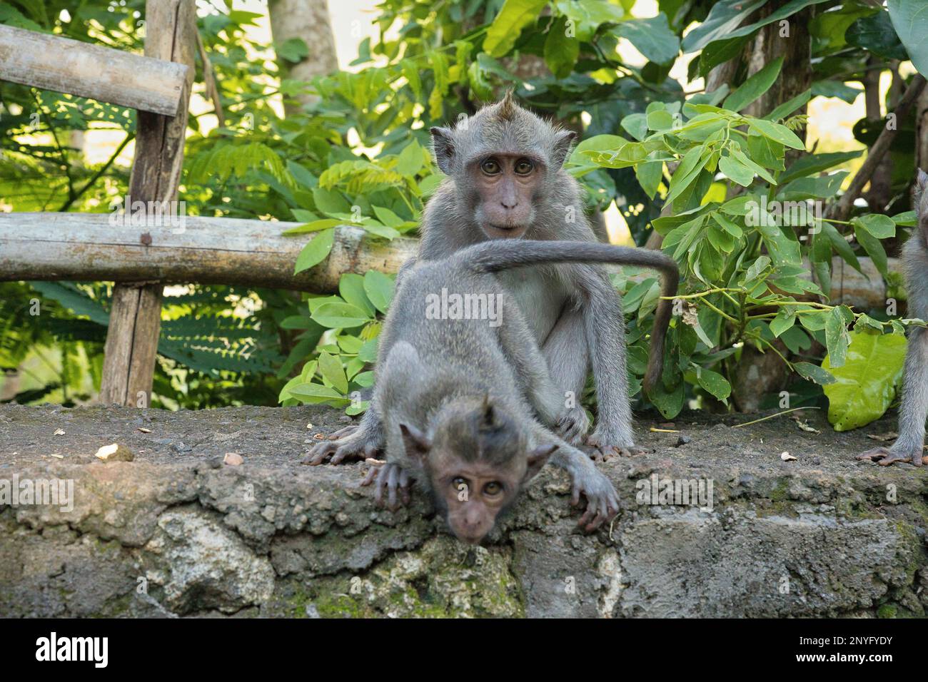 Full body shot of two young Cynomolgus monkeys sitting on a weathered ...