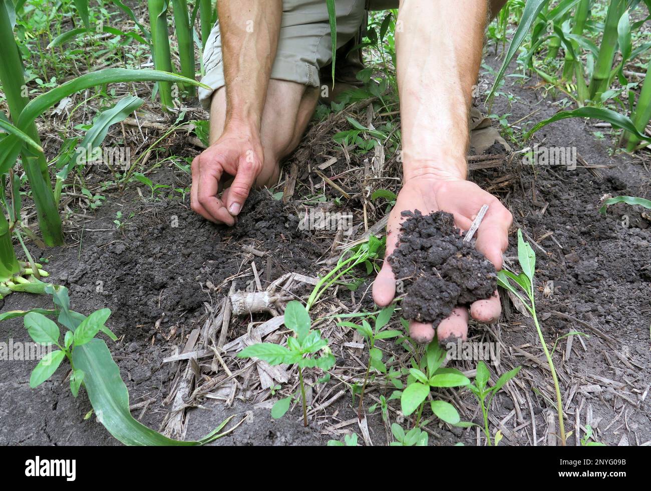Scott Haase, a farmer in Blue Earth, Minn., holds up an example of ...