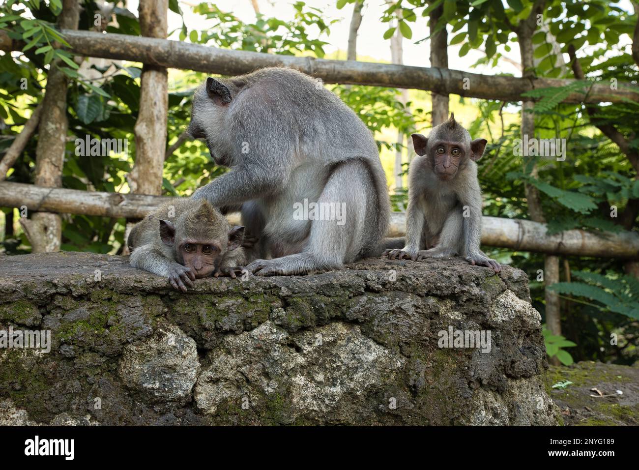 Full body shot of a mother cynomolgus monkey with her two children, one ...