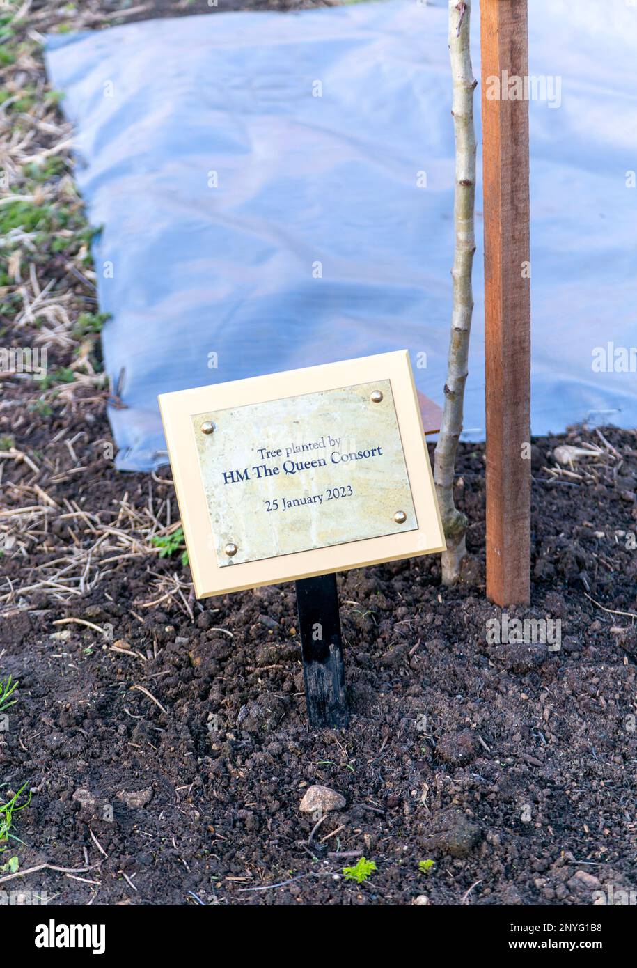 Tree planted by HM The Queen Consort, Camilla Parker Bowles, Duchess of ...
