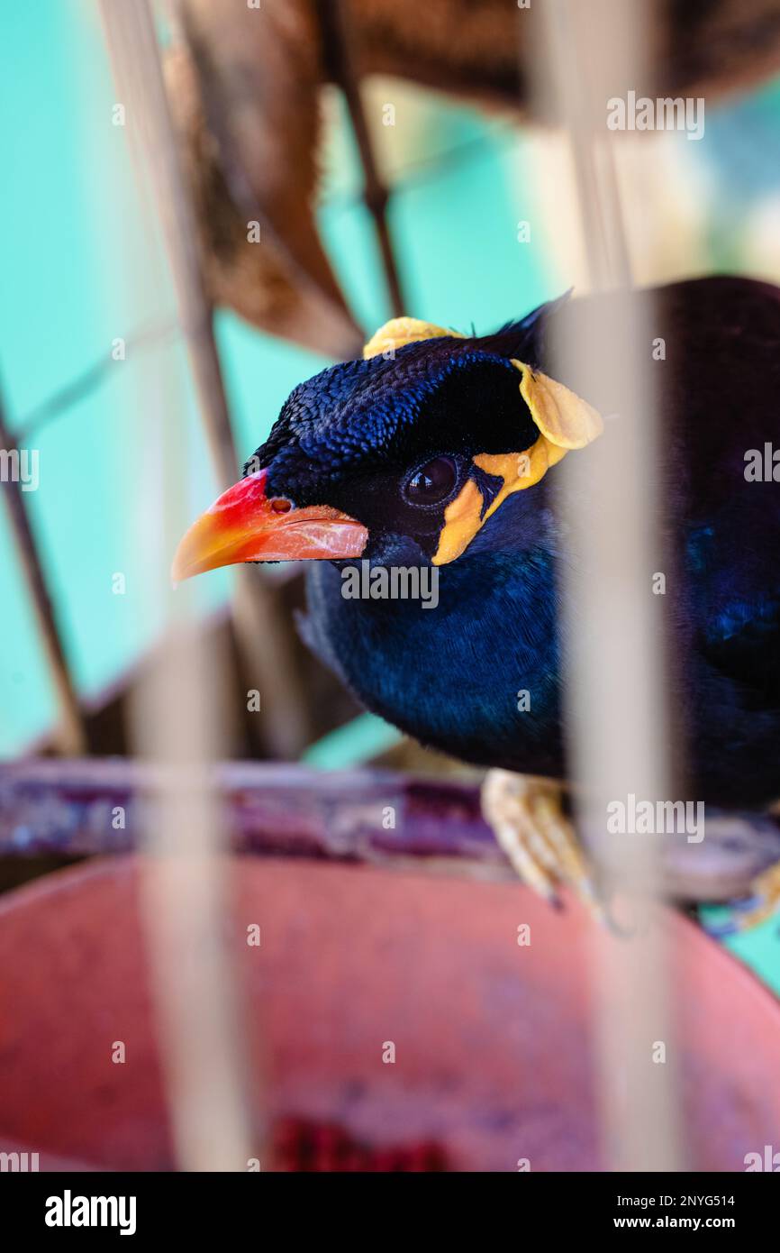 A common hill myna looking at the camera from inside its cage Stock ...