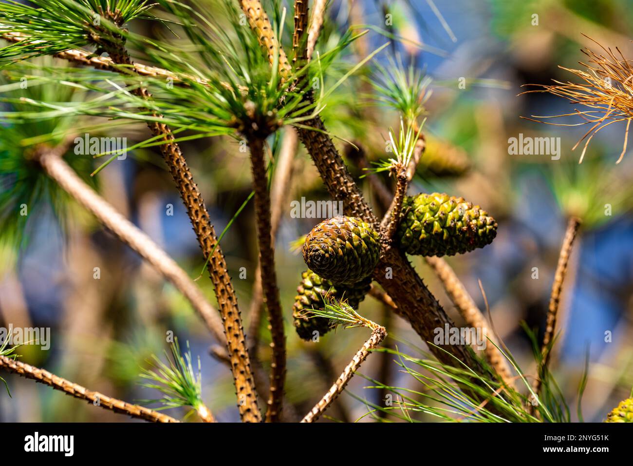 A close-up image of a small pine tree with its green cones visible ...