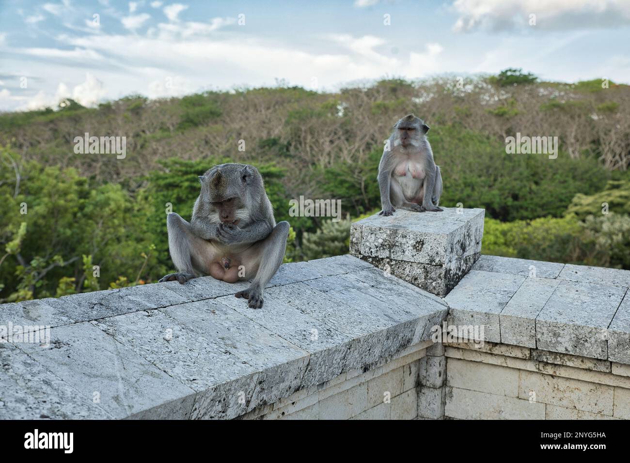 Full body shot of two adult Cynomolgus monkeys sitting on a stone wall ...