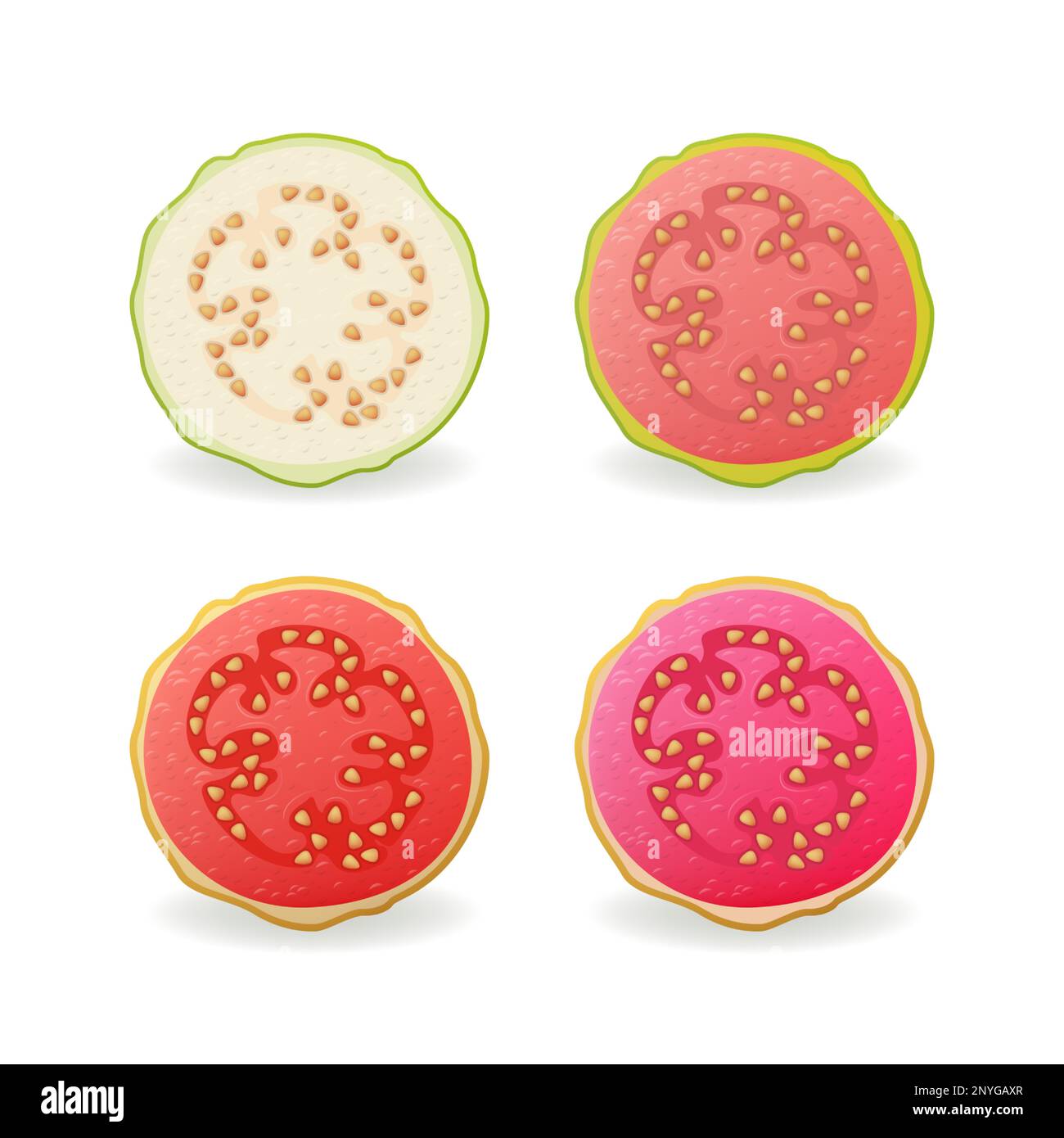 Sliced raw and ripe Guava fruits set vector illustration Stock Vector ...