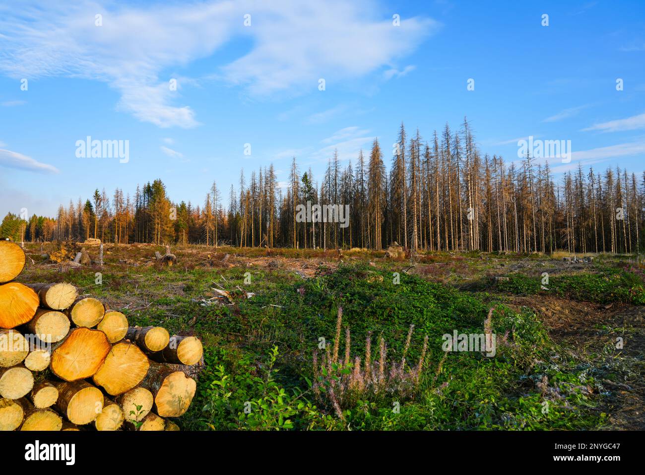 Landscape in the Harz. Forest with dried up trees. Consequences of ...