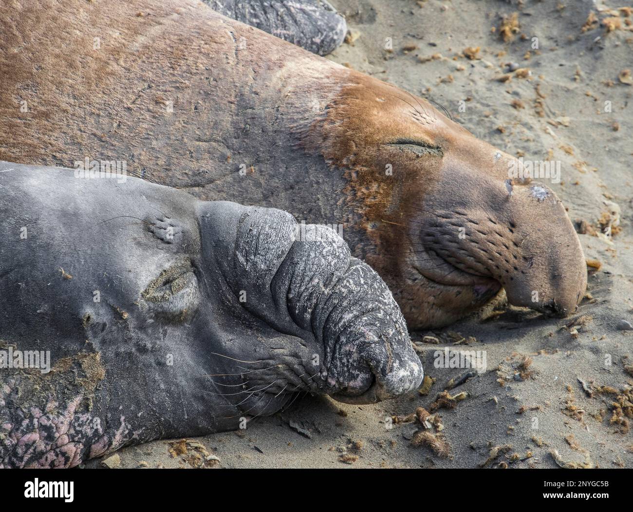 Two seals lying side by side on a sandy shoreline, enjoying the ...