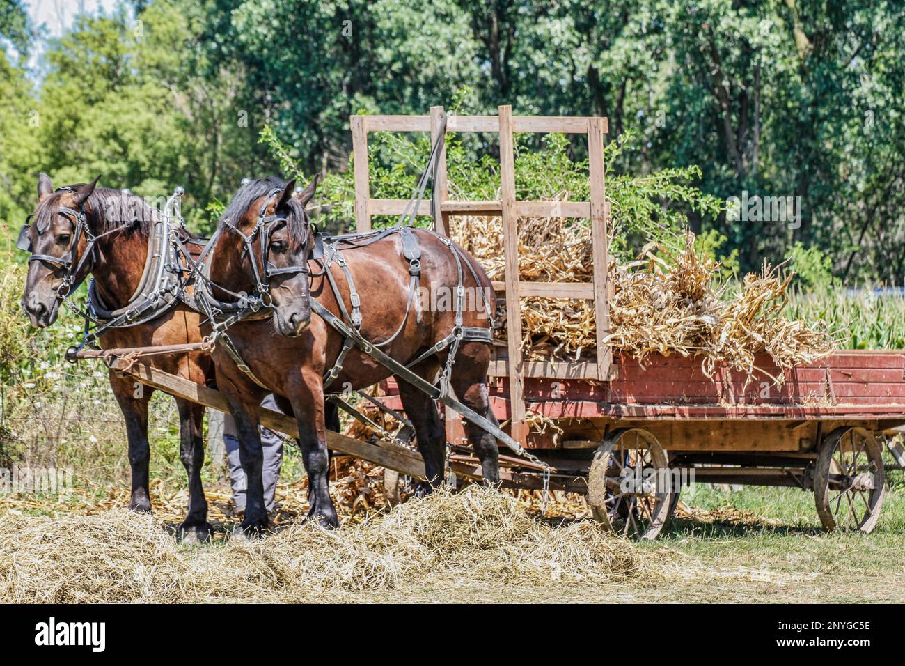 A team of horses pulling a large hay trailer filled with freshly ...