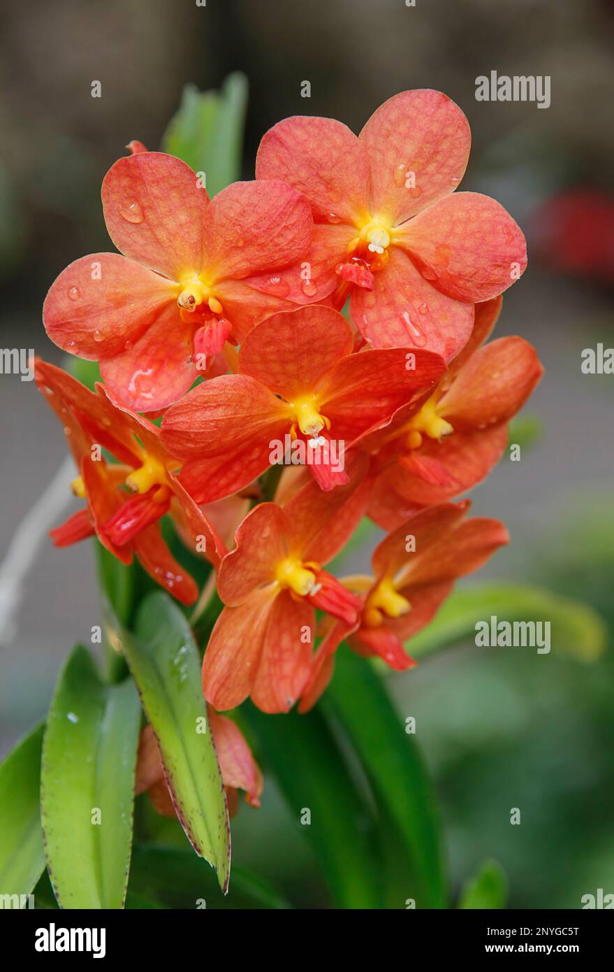 An orange potted plant with multiple blooms sprouting from the foliage ...