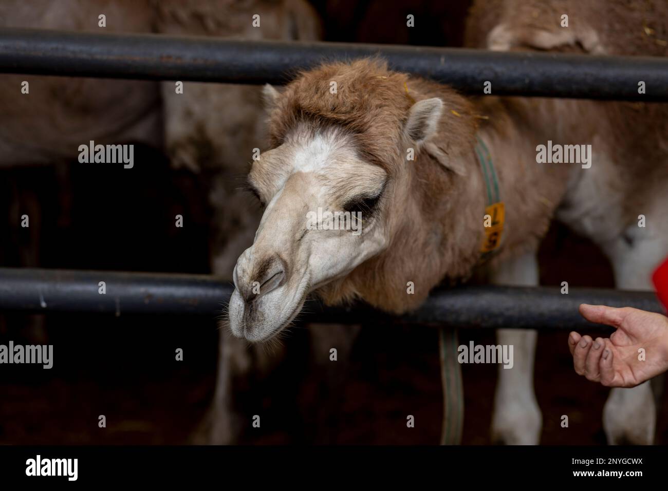 Reaching hand towards domesticated Camelus Dromedarius in a camel milk ...