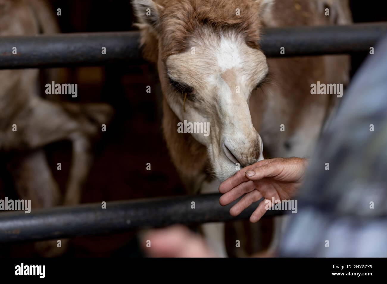 Hand smelling closeup of domesticated Camelus Dromedarius in a camel ...