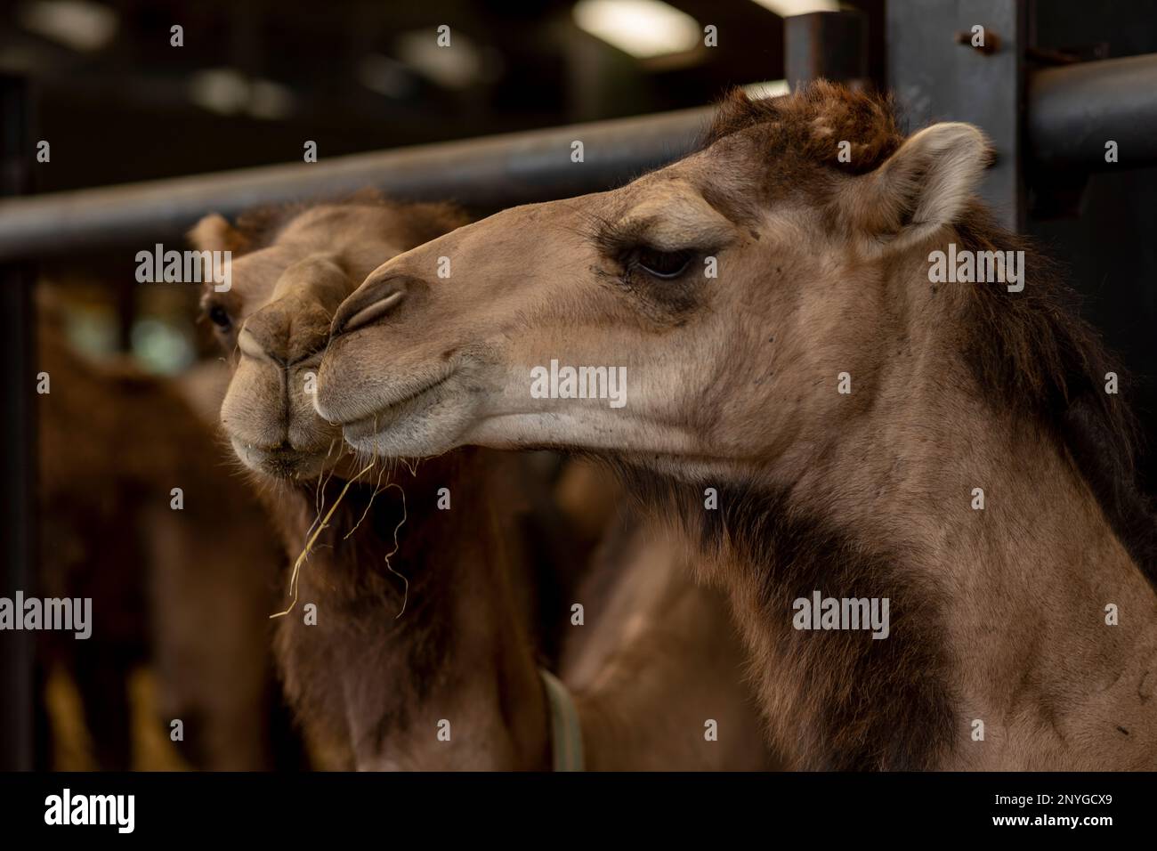 Closeup of several domesticated Camelus Dromedarius in a camel milk ...