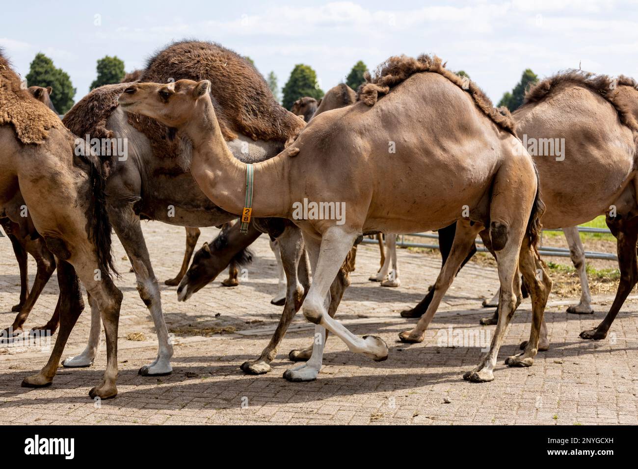 Camel dairy products hi-res stock photography and images - Alamy