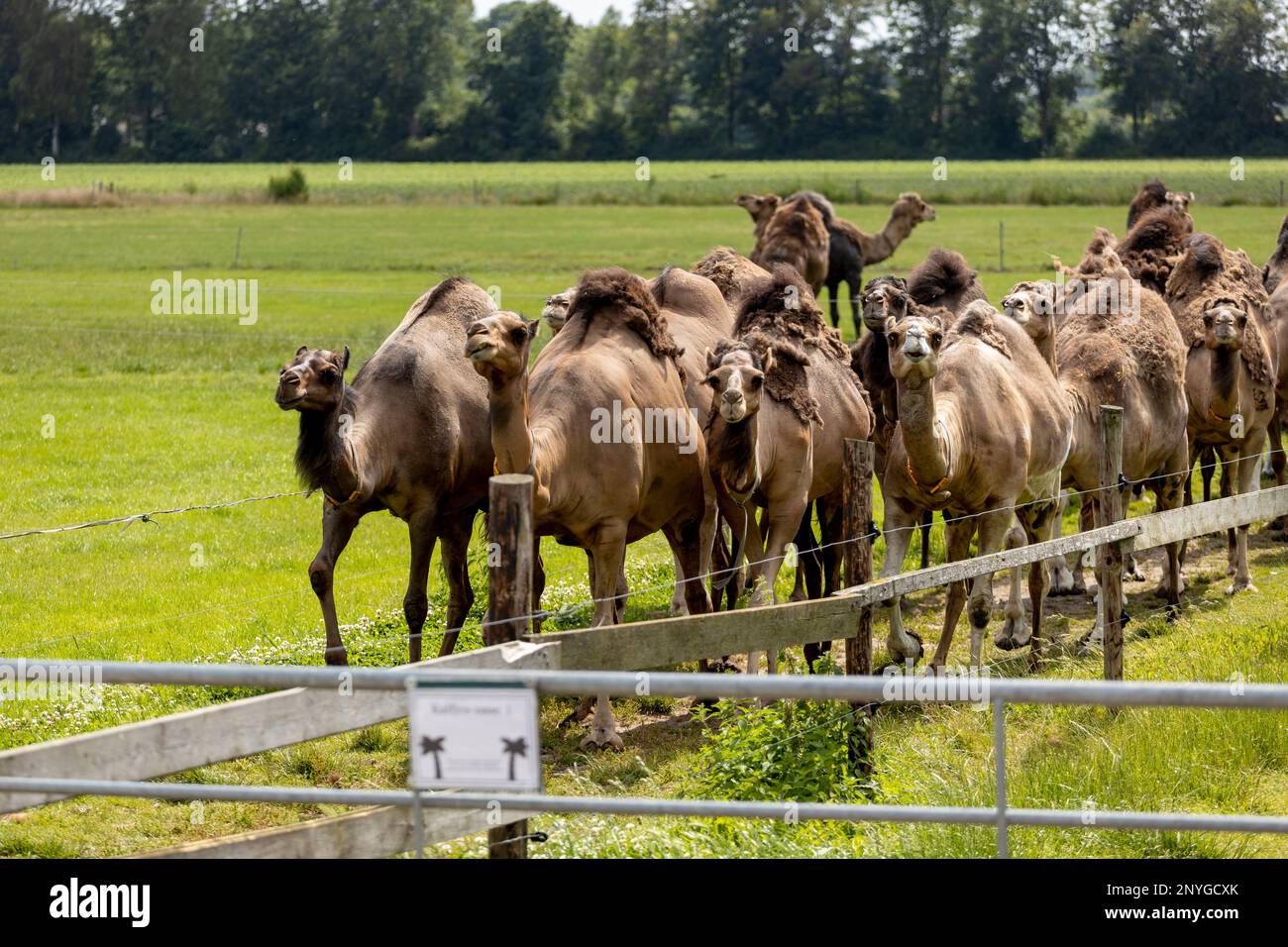 Camel dairy products hi-res stock photography and images - Alamy
