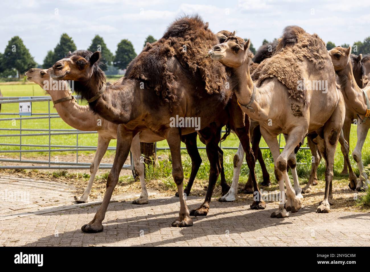 Arriving herd of domesticated young Camelus Dromedarius in a camel milk ...
