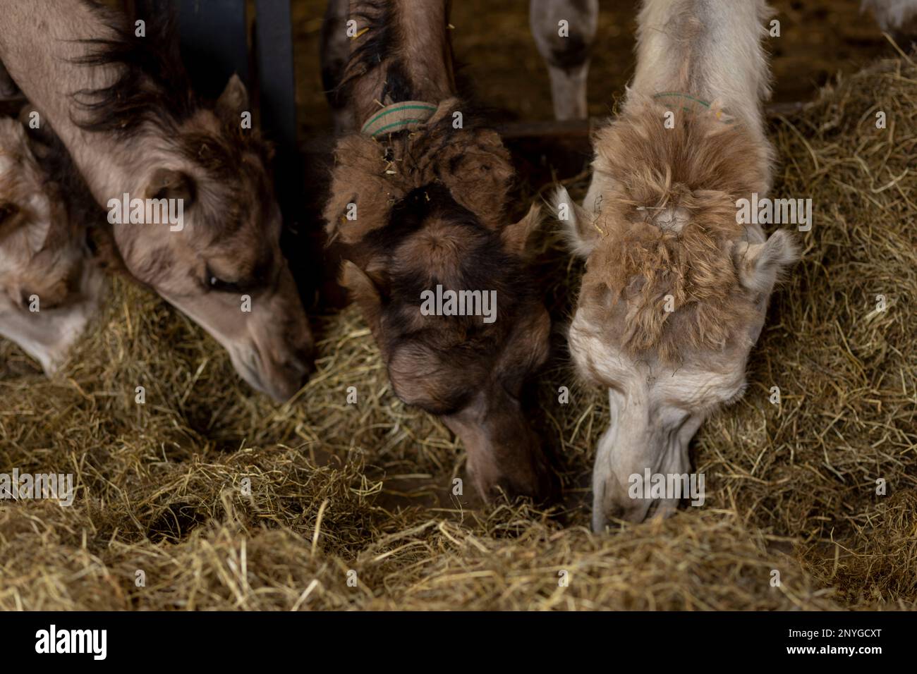 Hay eating closeup of domesticated Camelus Dromedarius in a camel milk ...