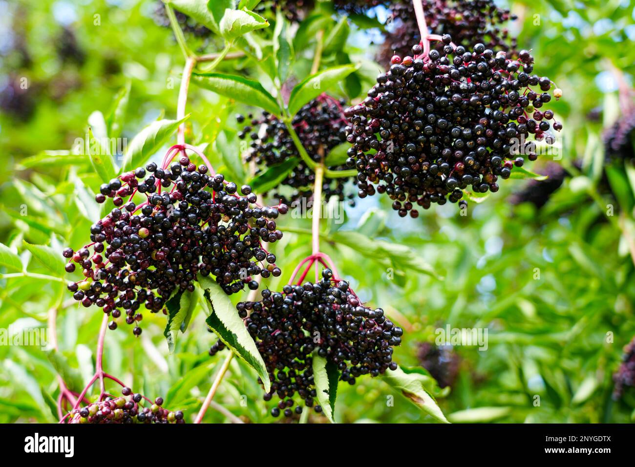 Elder tree with dark ripe fruits. Sambucus Stock Photo - Alamy