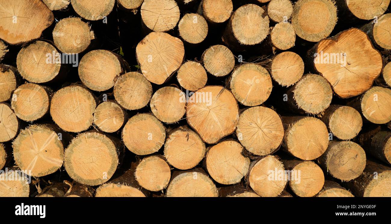 Stacked tree trunks in cross section. Natural wooden background Stock ...