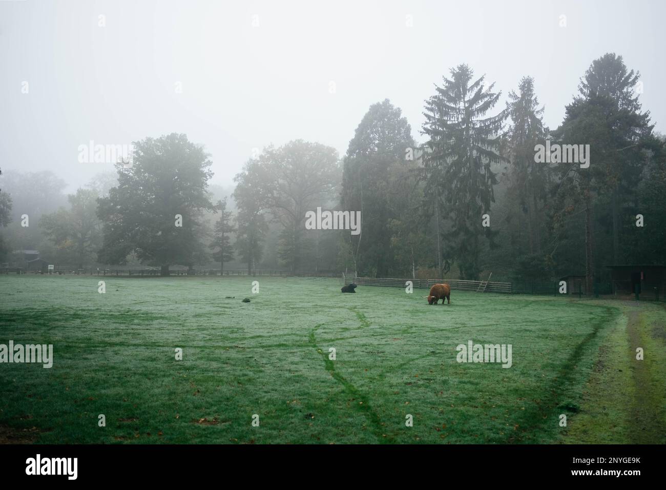 In the foggy forest, buffalo, bison and oxen stand in a meadow. There ...