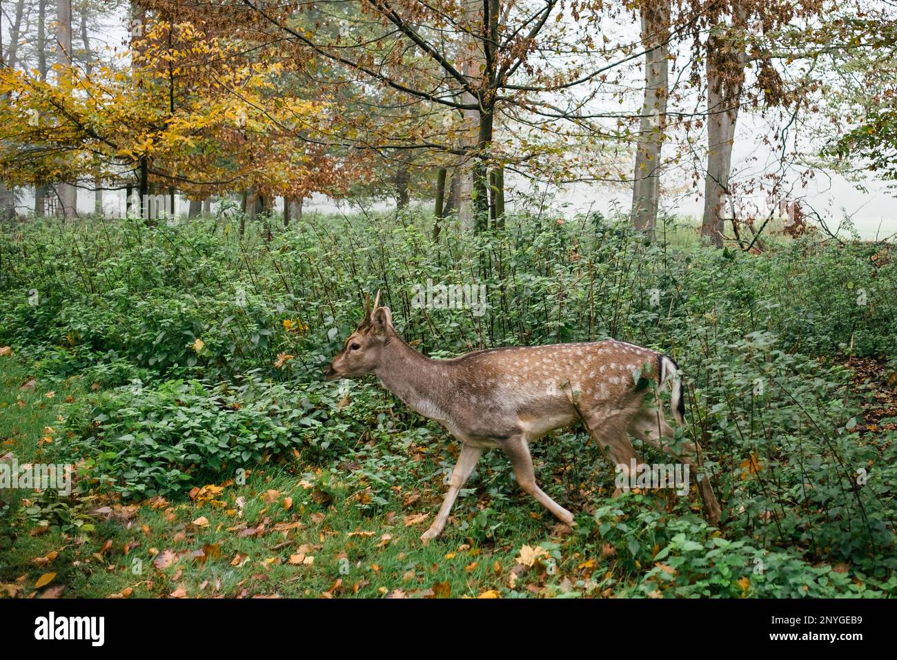 The horizontal photo shows a shy deer in the wild. The female deer is ...