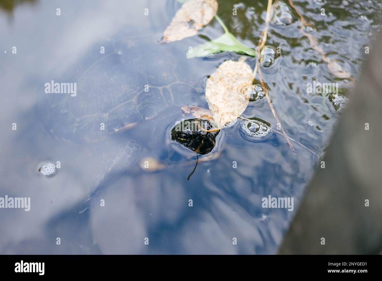 Cartoon sea turtle swimming in hi-res stock photography and images - Alamy