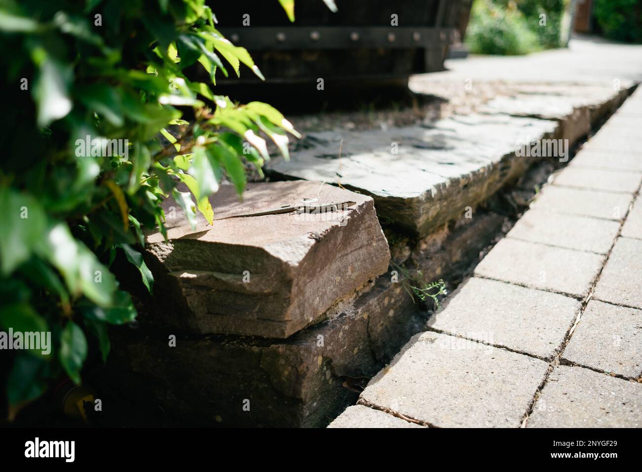 A small gecko lies in the sun on a st. Lizards, salamanders and small ...