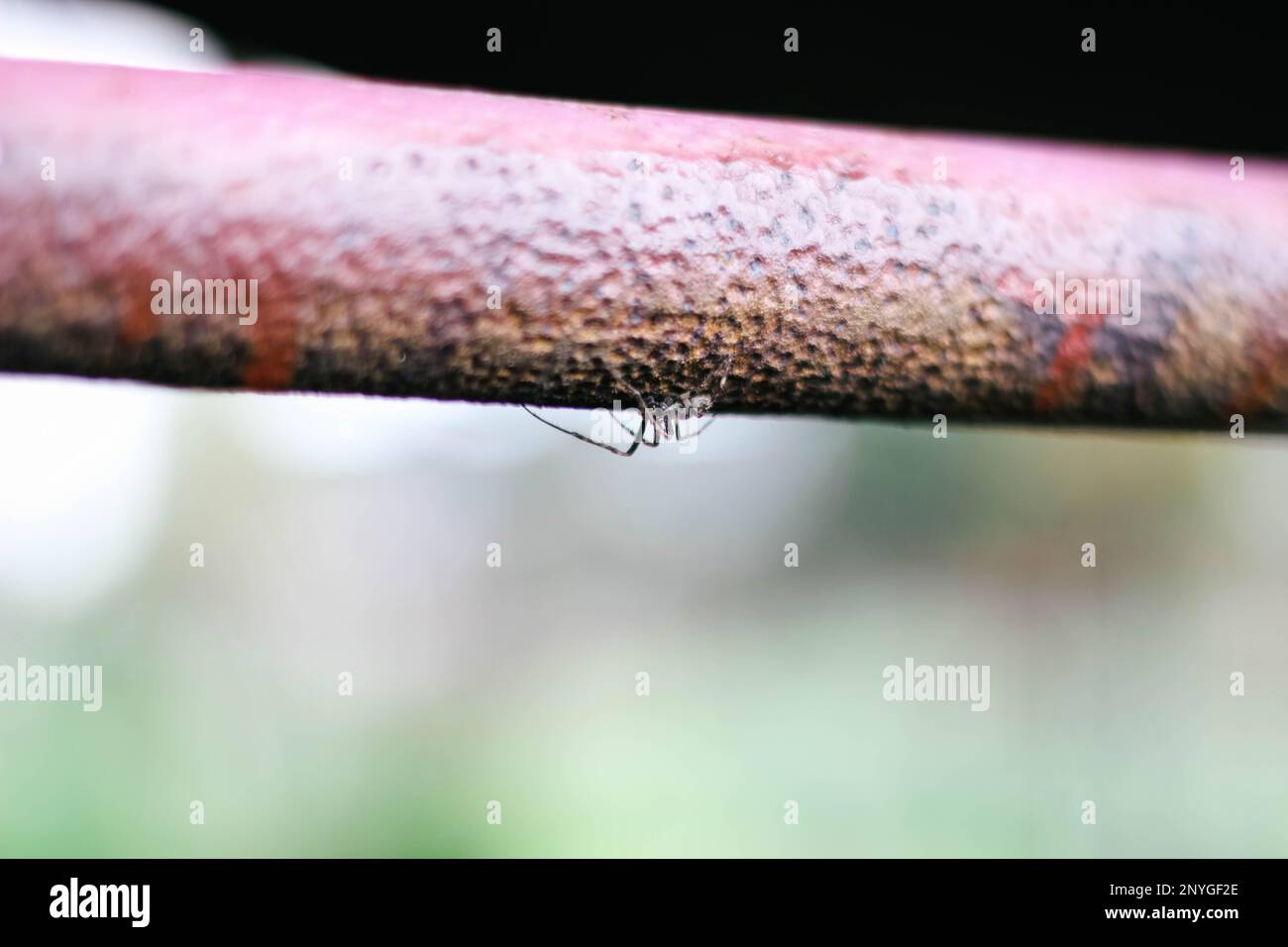 A disgusting spider with long thin legs climbs upside down along an old ...