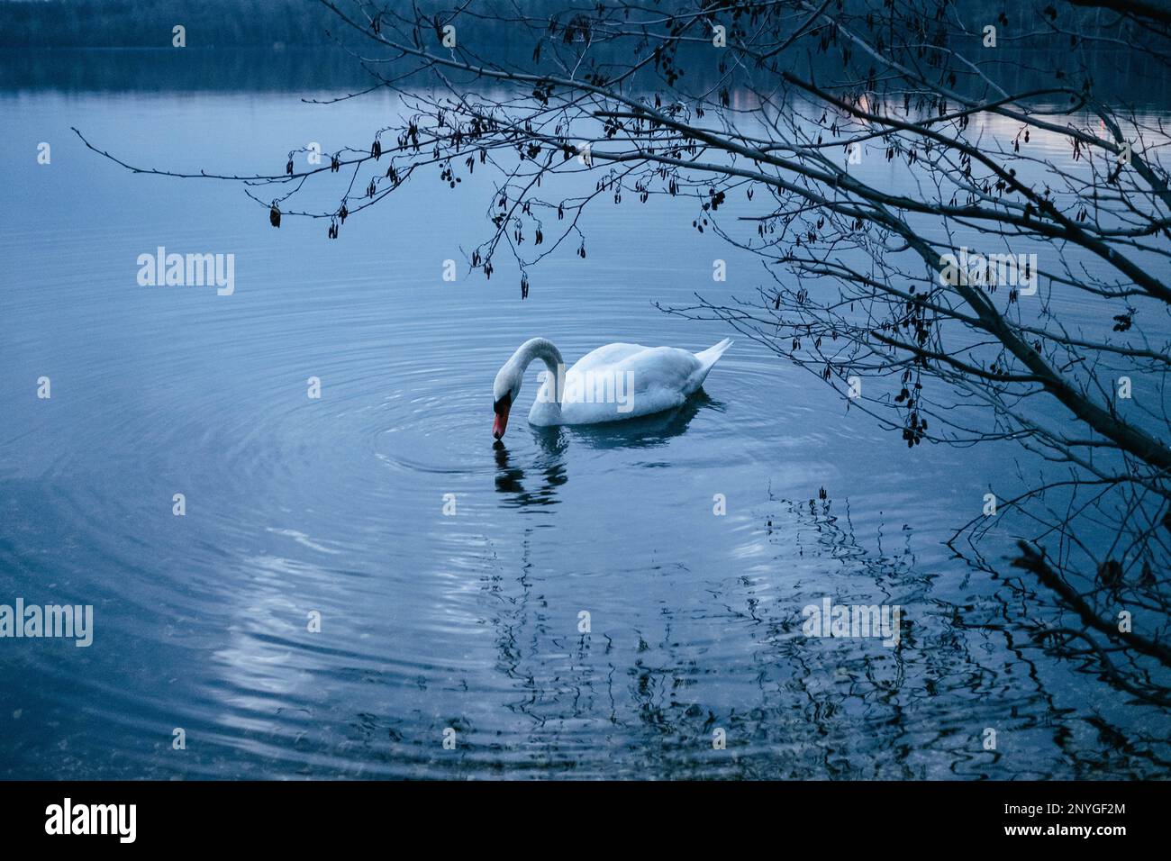 A swan dips its neck into the cold water at dusk in winter in search of ...