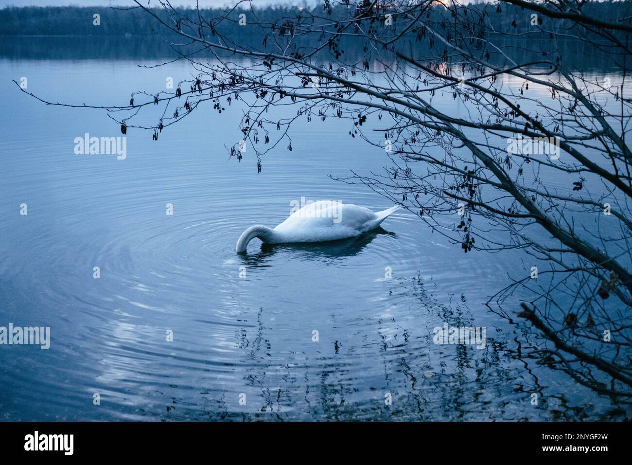 A swan dips its neck into the cold water at dusk in winter in search of ...