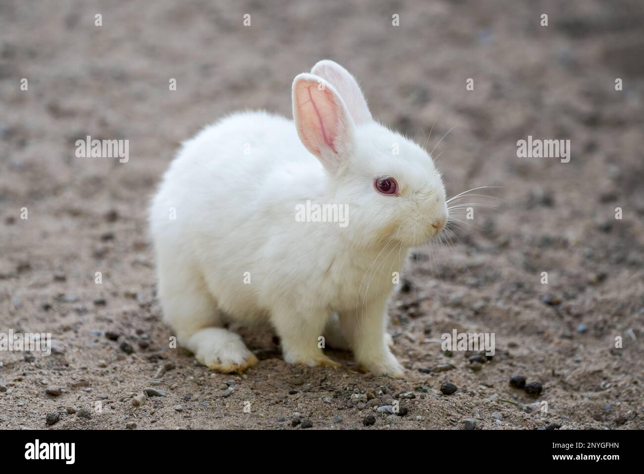 Portrait of a rabbit with white fur Stock Photo - Alamy
