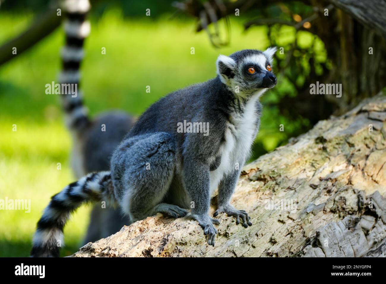 Portrait of a ring-tailed lemur. Lemur primate species. Lemur catta ...